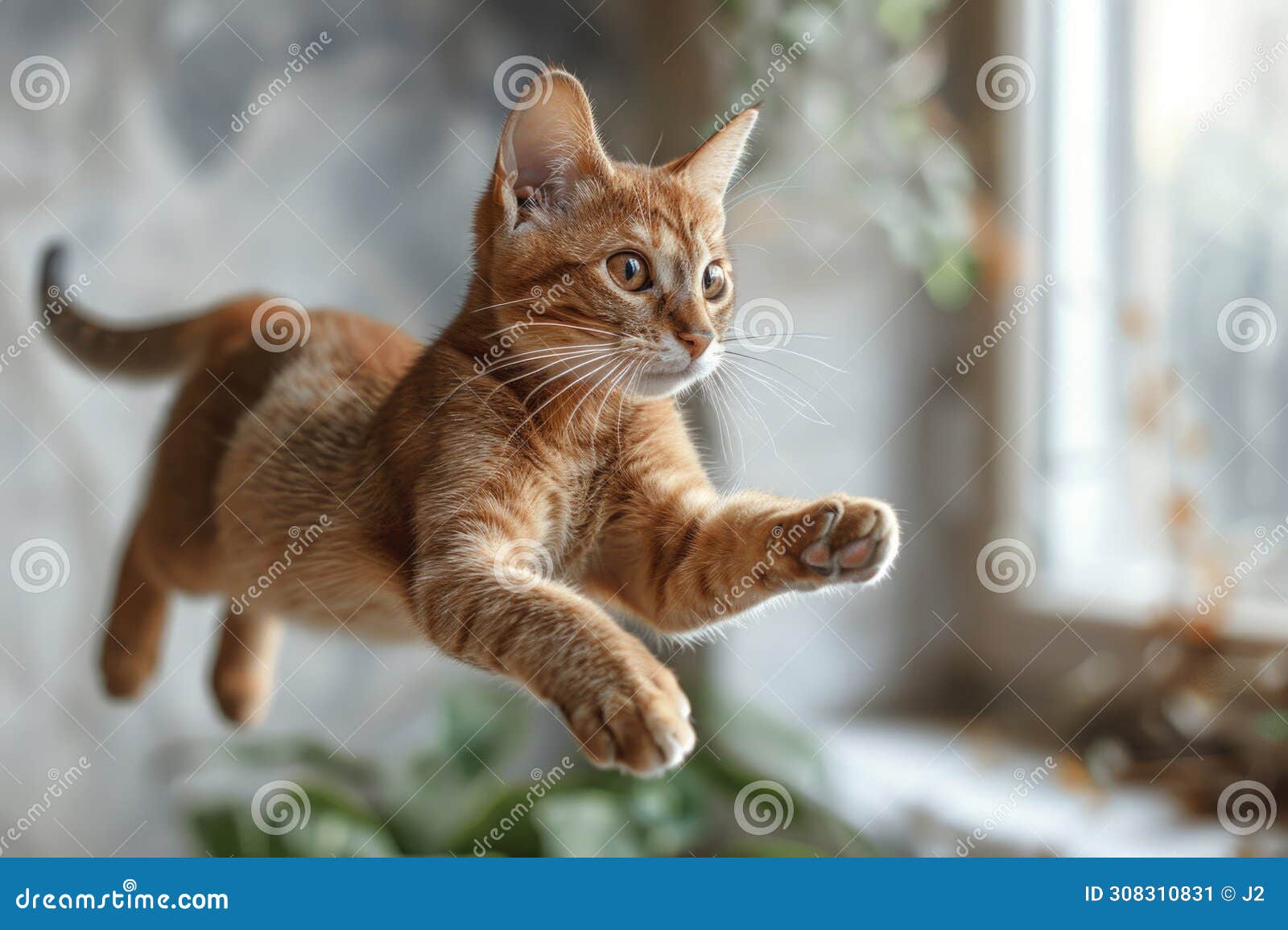 Focused Ginger Cat Leaping Across an Indoor Setting with Natural Light ...