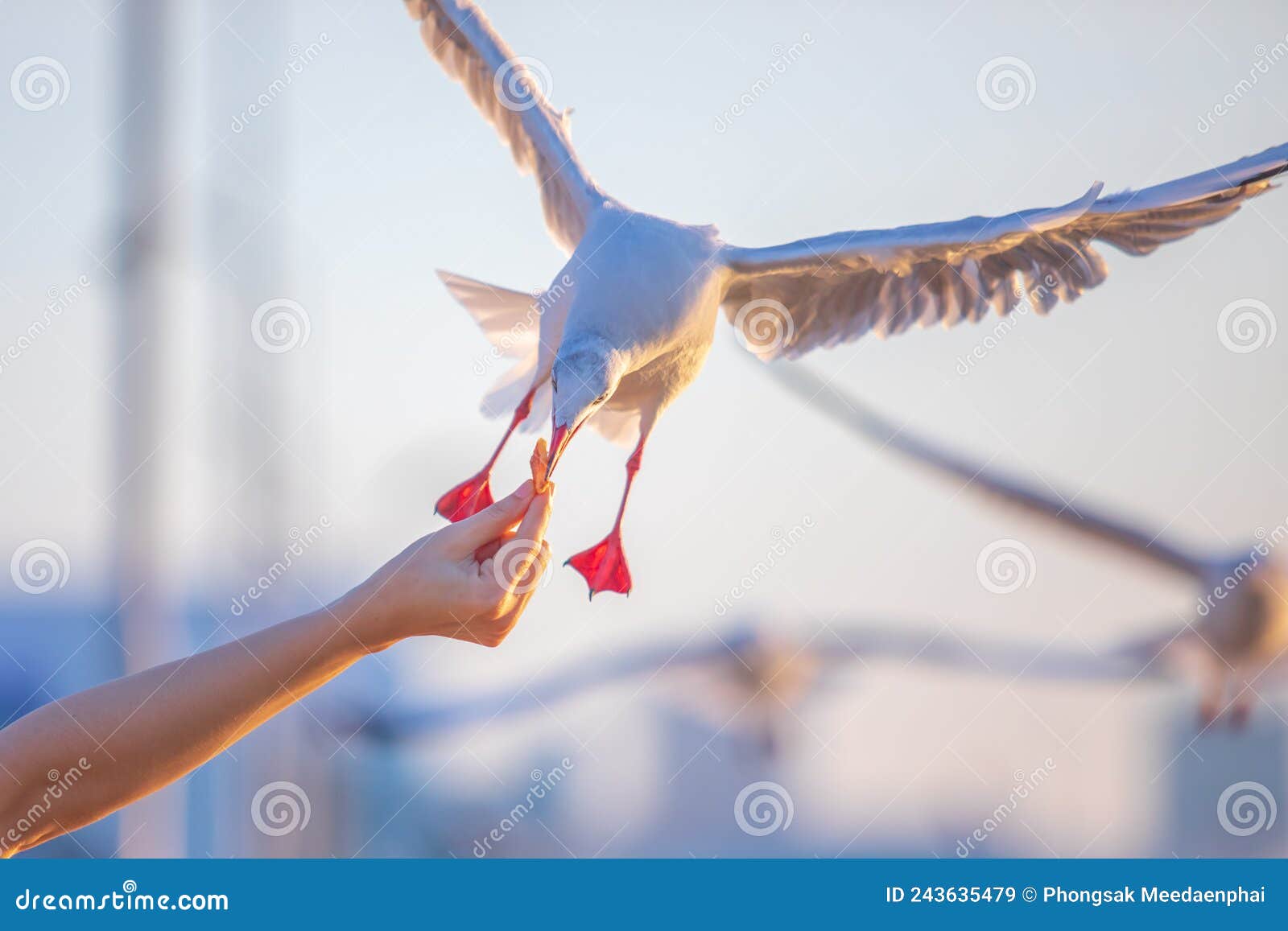 Focused on Hand of Man Who Feed the Seagull Bird. Stock Image - Image ...