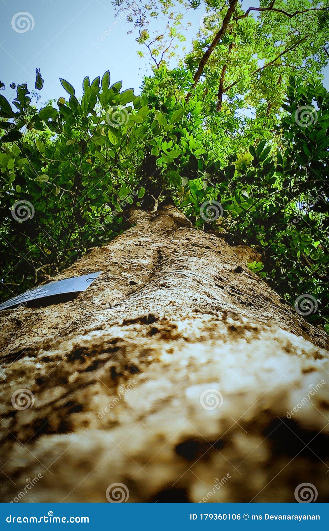 Focused Image of Tree Stem and Branches Stock Photo - Image of tree ...