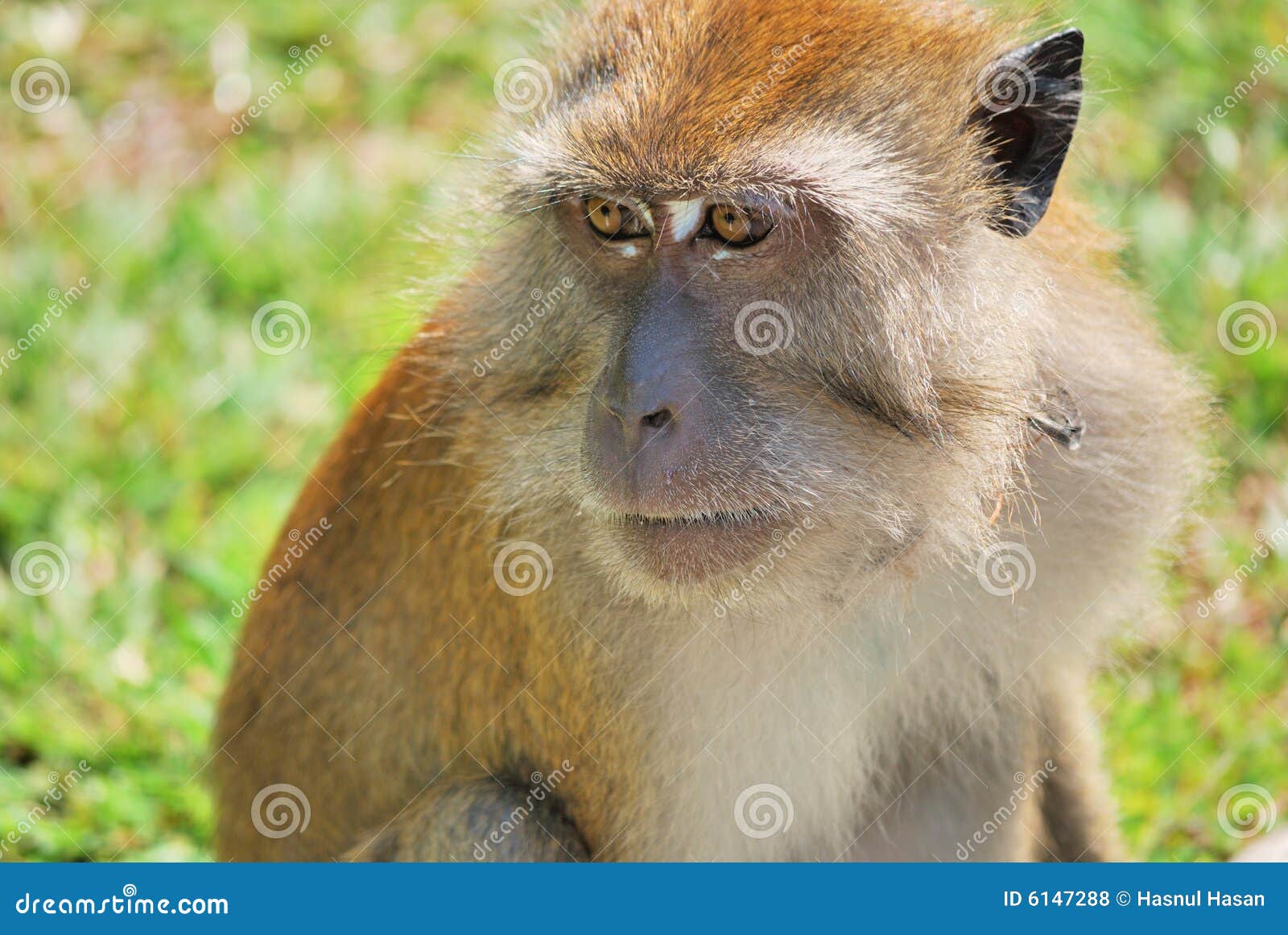 Focused monkey stock photo. Image of wary, watchful, mammals - 6147288