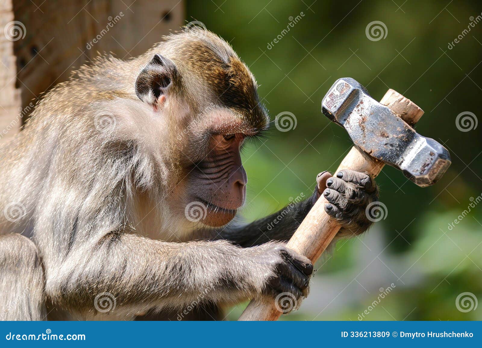 A Focused Monkey Holding a Hammer, Appearing To Work on a Project, with ...