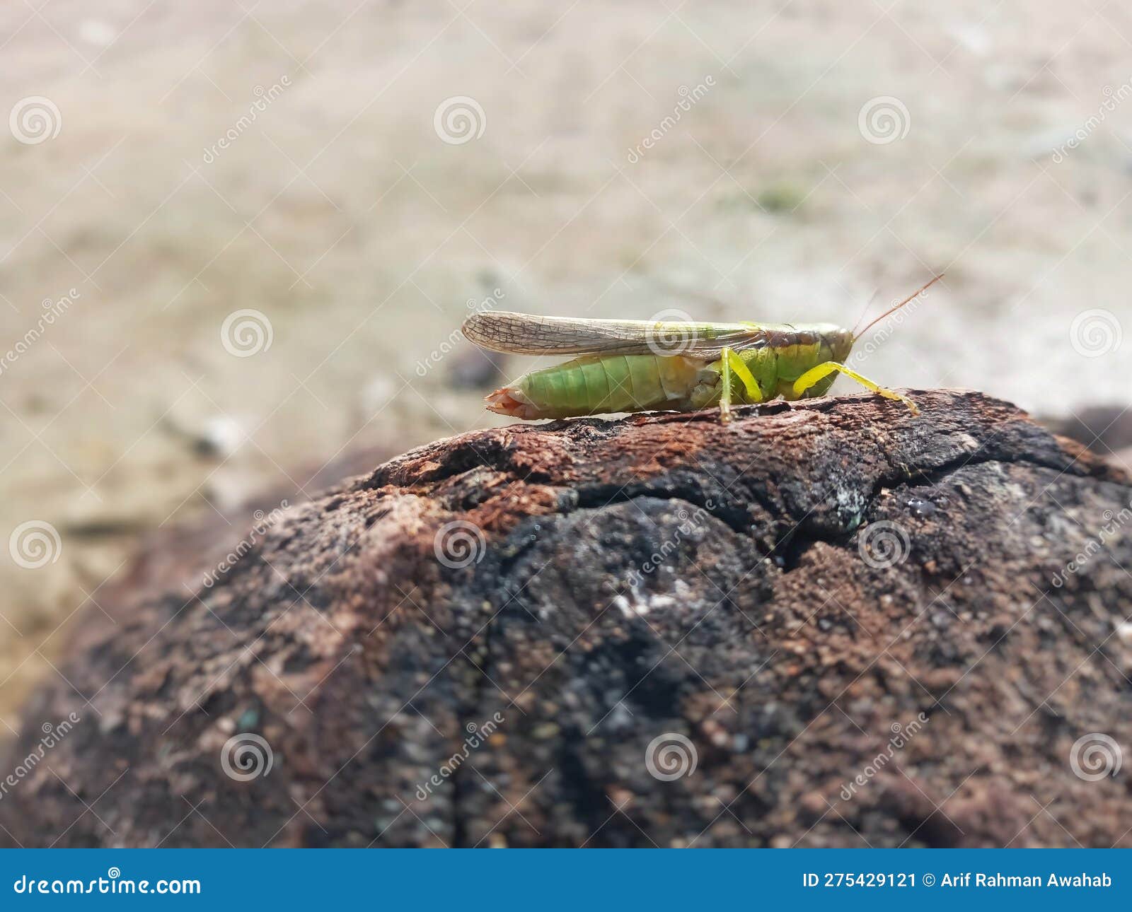 Focused Oxya or Grasshopper on Wooden Surface during the Day Stock ...
