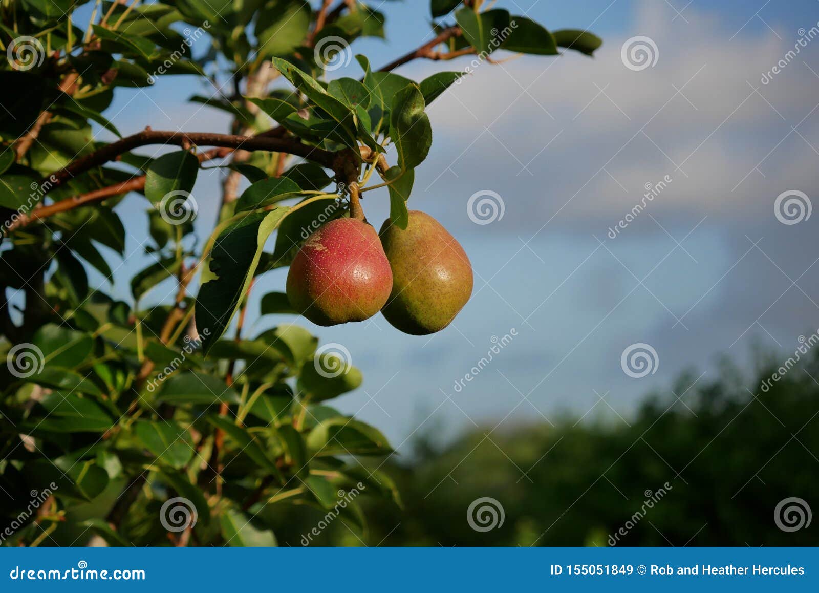 Two Fresh Pears, Ripening on a Tree at Sunrise Stock Image - Image of ...
