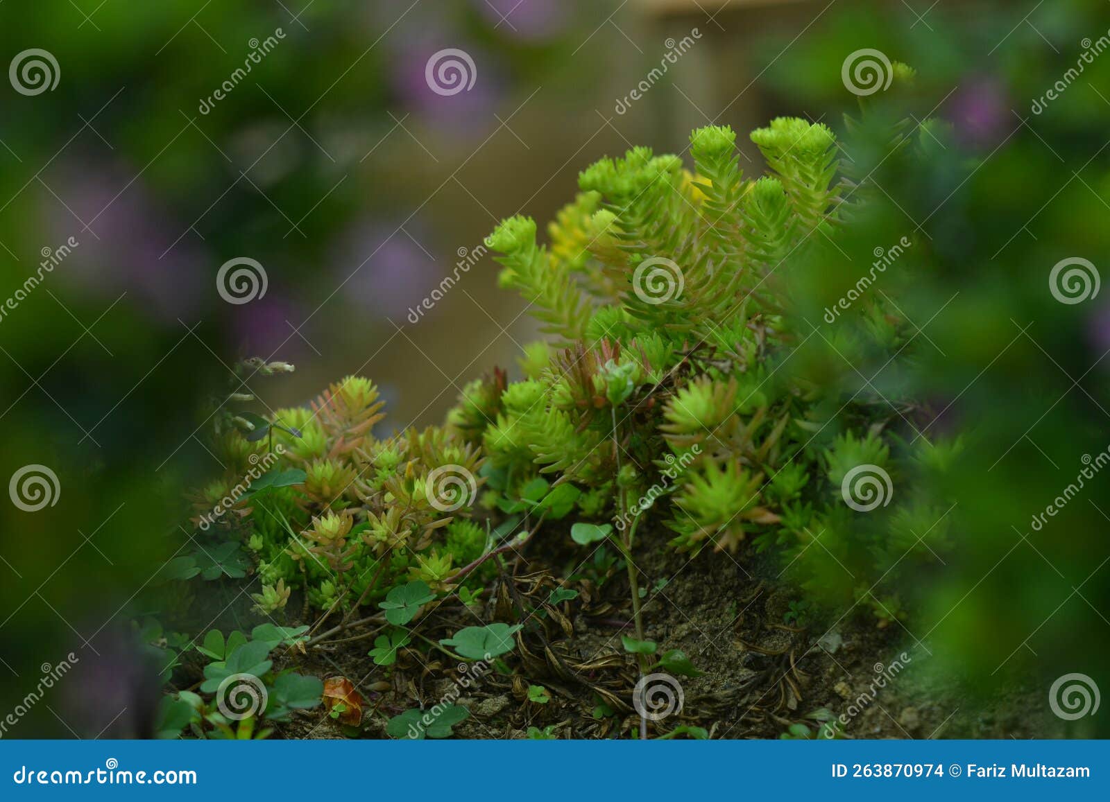 Focused plant with blur stock photo. Image of nature - 263870974