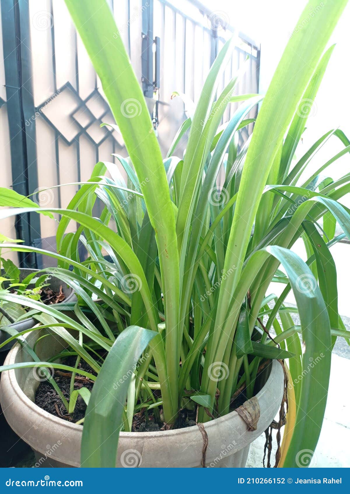 Focused Plants in Garden House Stock Photo - Image of house, focused ...
