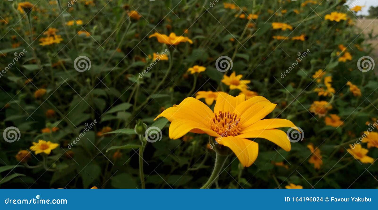 Focused on a Radiant Flower Stock Photo - Image of bush, pretty: 164196024