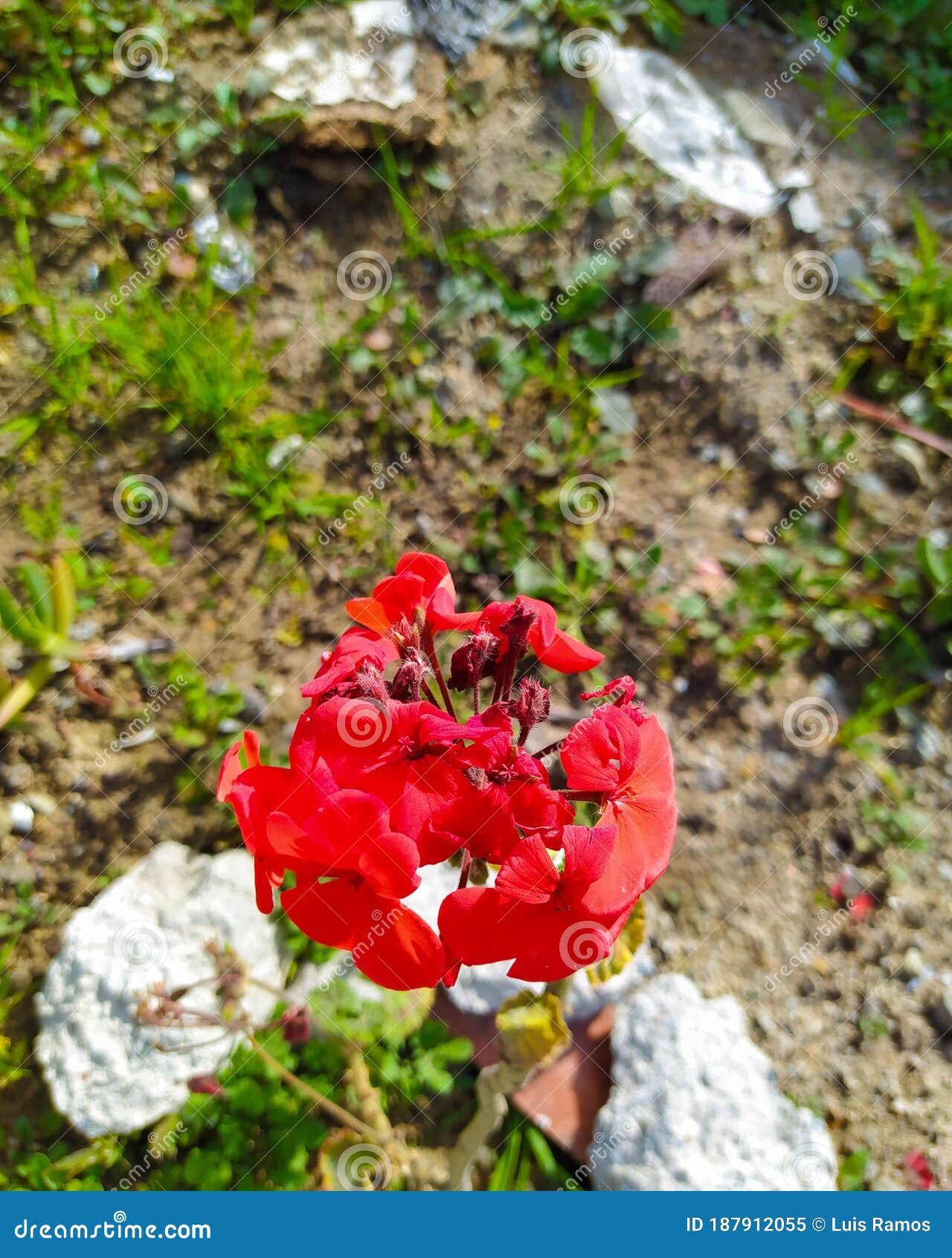 Focused red plant stock image. Image of focused, spring - 187912055