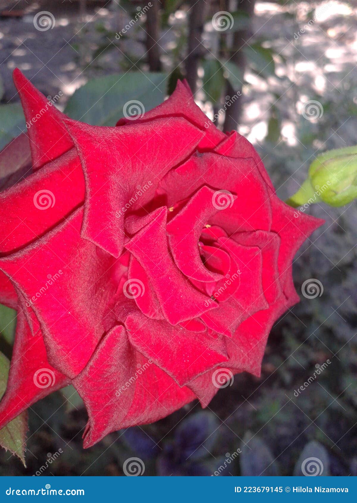 Focused Red Rose with Unfocused Background Stock Image - Image of unfo ...