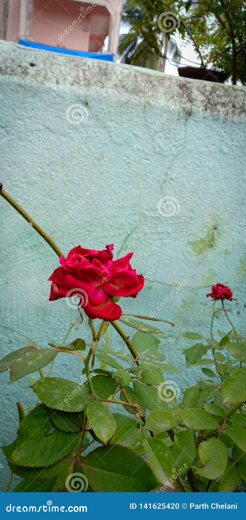 Focused rose stock photo. Image of rose, gaeden, focused - 141625420