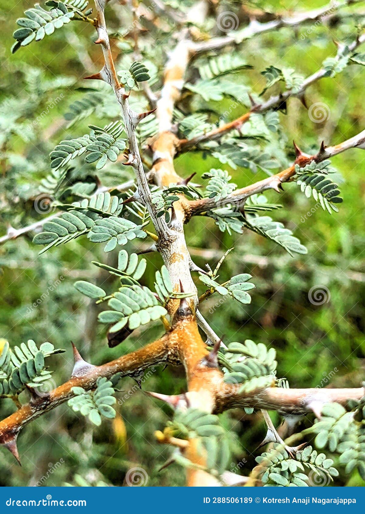 Focused on Sharp Needle Plants in the Wild Stock Image - Image of wild ...