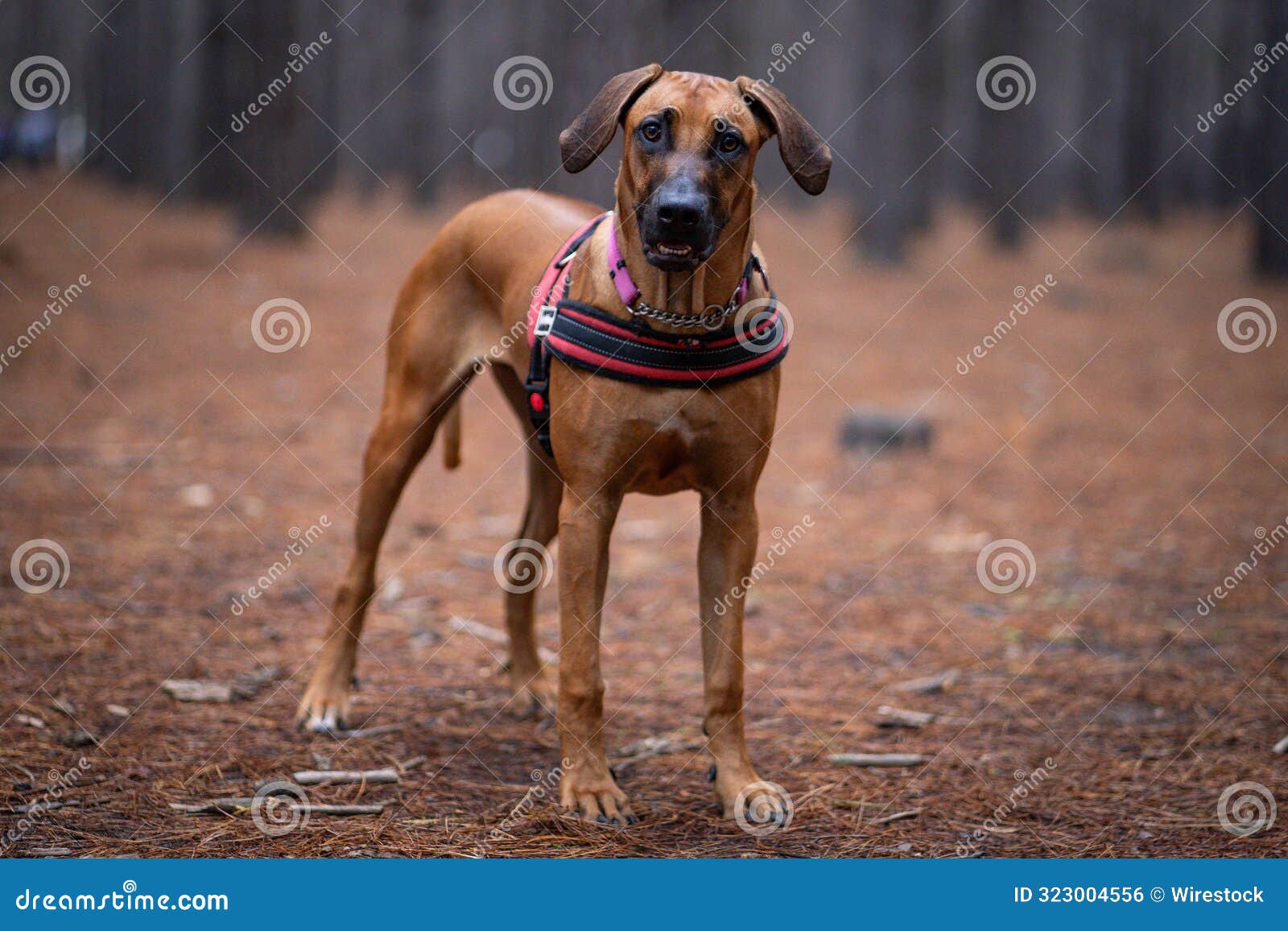 Focused Shot of a Big Rhodesian Ridgeback Stands in a Forest among ...