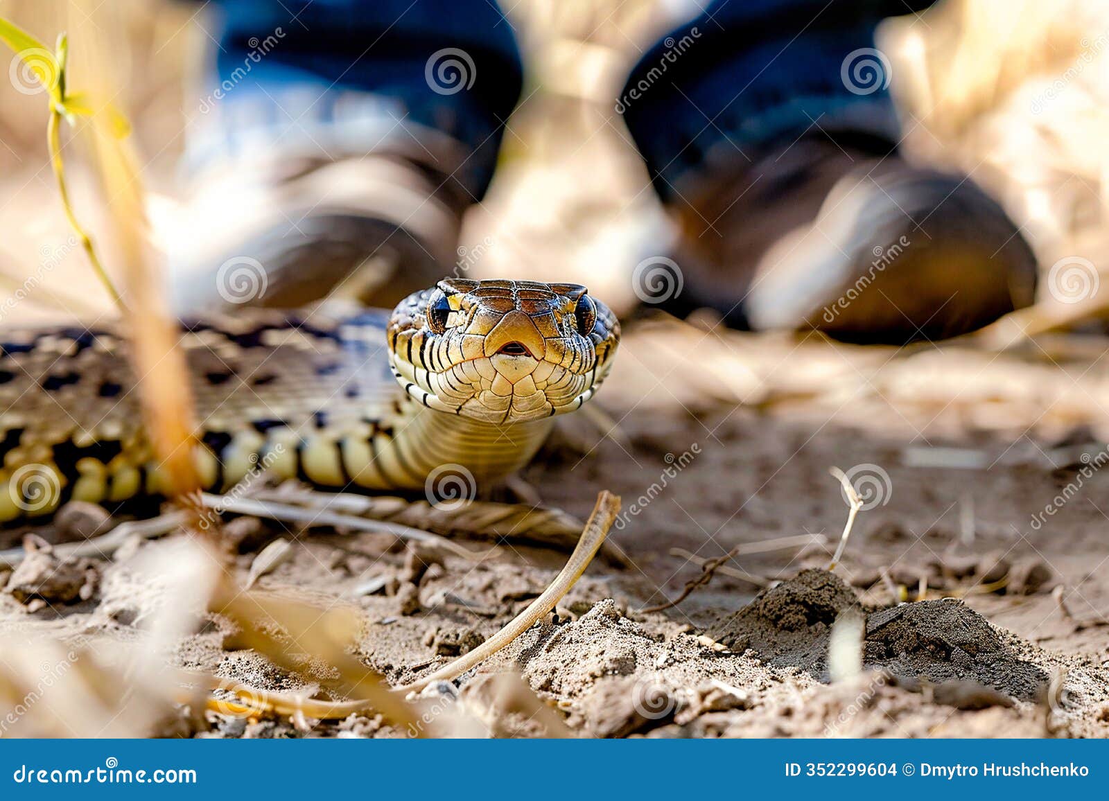 Focused Shot of a Snake Curled Around a Boot, Showcasing the Encounter ...