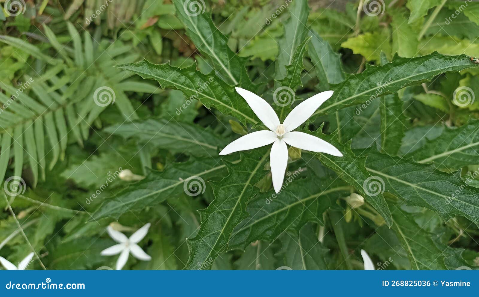 White Kitolod Flowers Stock Photos - Free & Royalty-Free Stock Photos ...