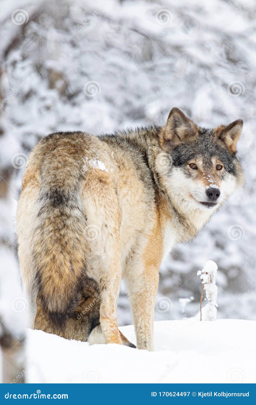 Focused Wolf in Pack Looking Backward in Cold Winter Forest Stock Image ...