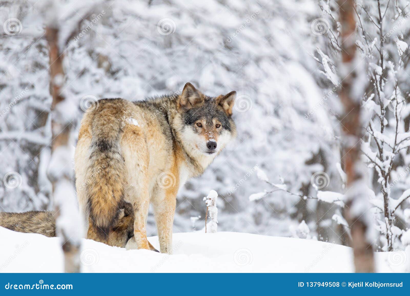 Focused Wolf in Pack Looking Backward in Cold Winter Forest Stock Photo ...