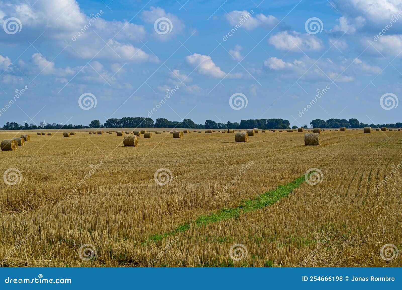 Fodder Bales on Agriculture Field in August Stock Photo - Image of ...
