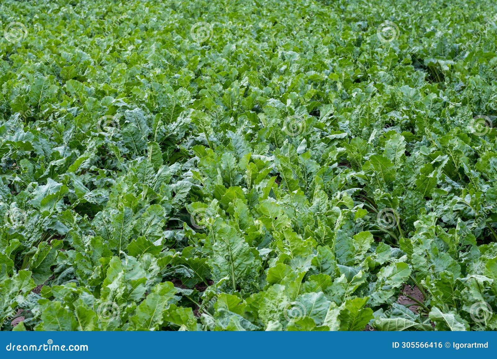 Fodder Beet Close-up on the Field. Crop and Farming Stock Photo - Image ...