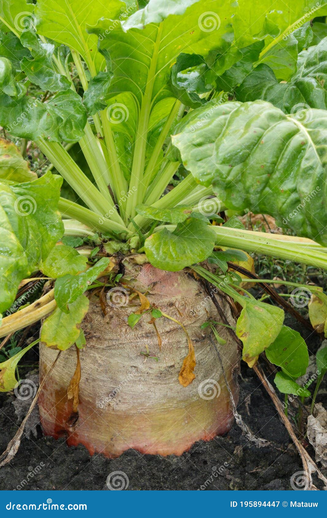 Fodder beet in field stock image. Image of mangold, field - 195894447