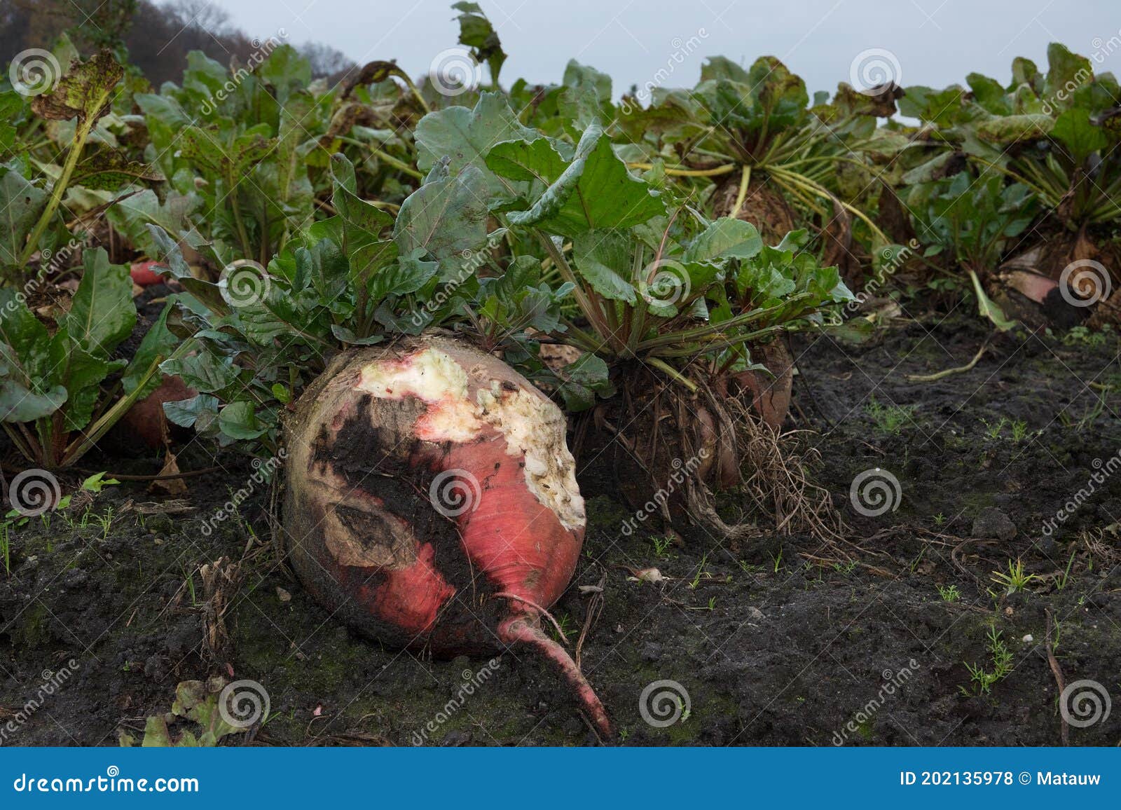 Gnawed fodder beet stock photo. Image of farming, damage - 202135978