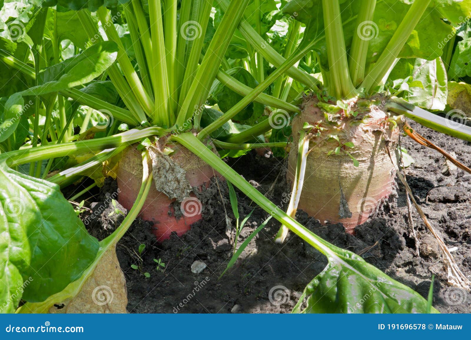 Fodder beet field stock photo. Image of green, wurzel - 191696578