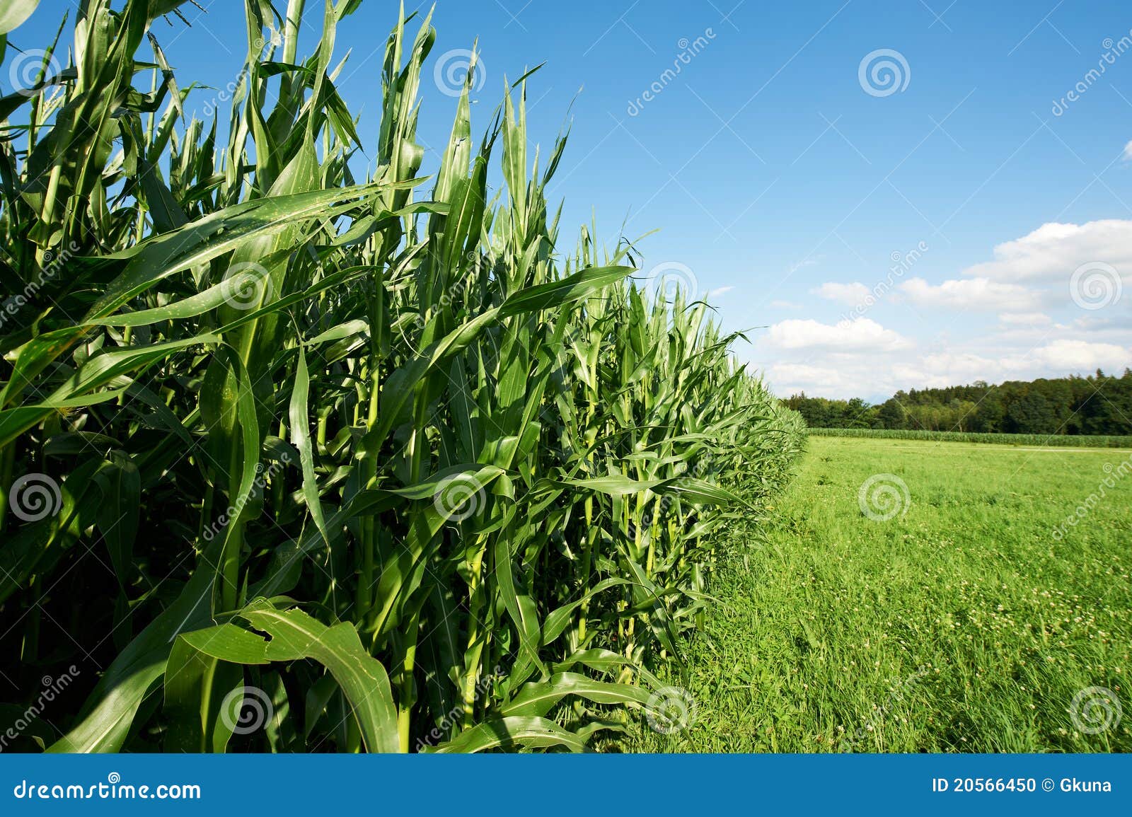 Fodder Corn stock photo. Image of farm, ground, countryside - 20566450