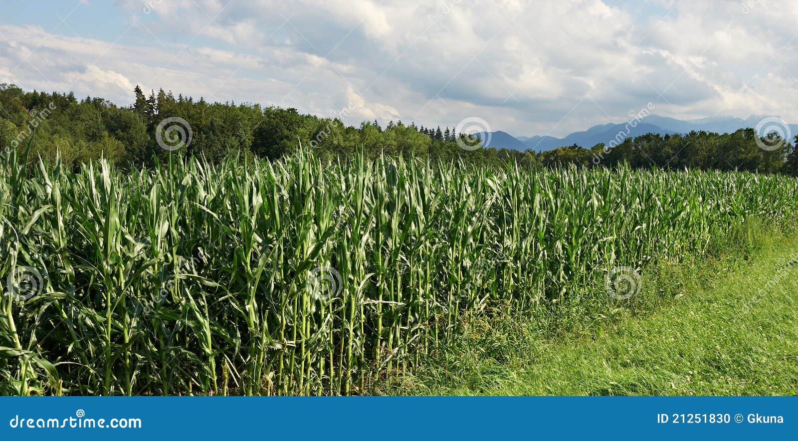 Fodder Corn stock photo. Image of fresh, countryside - 21251830