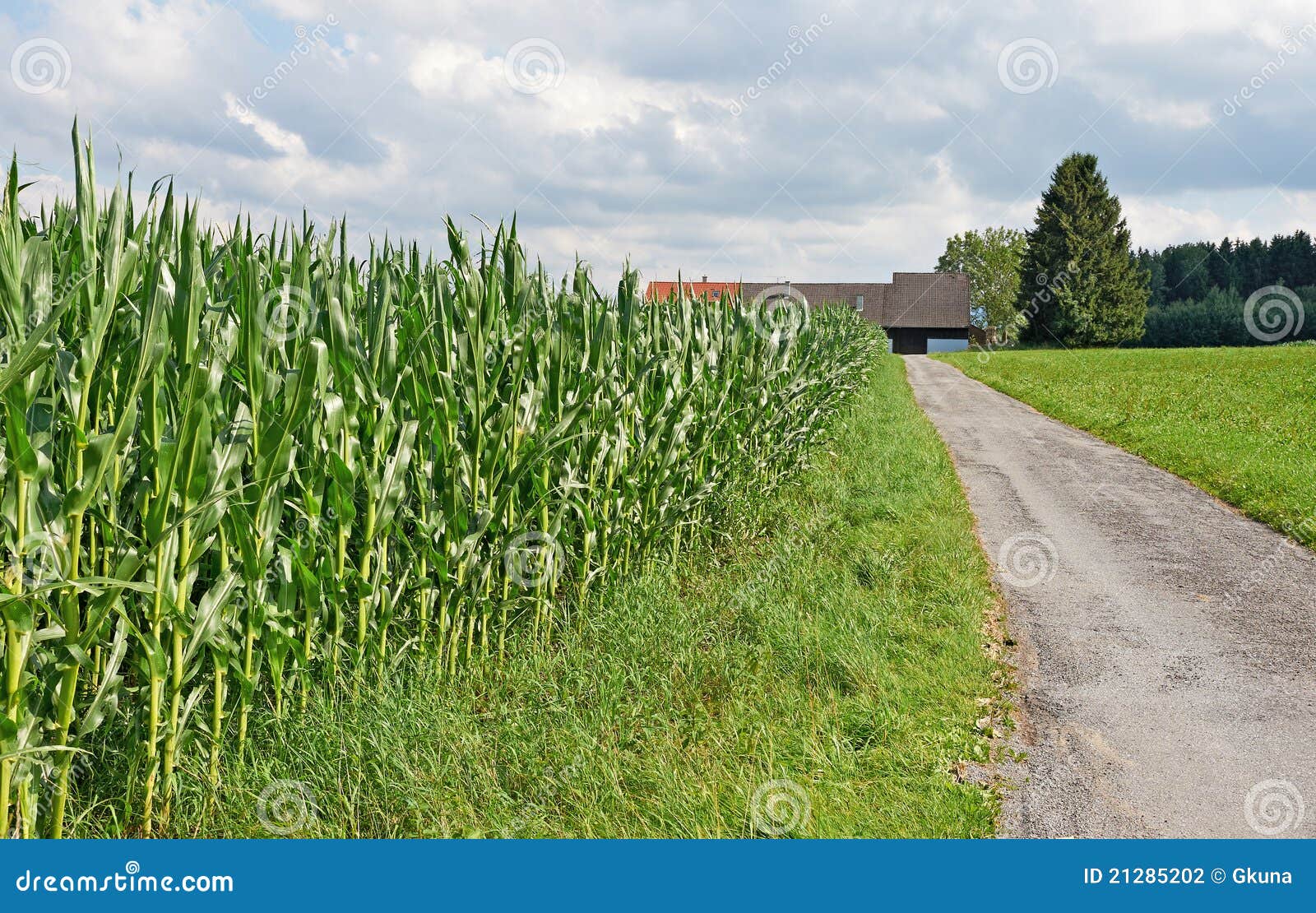 Fodder Corn stock photo. Image of clouds, agriculture - 21285202