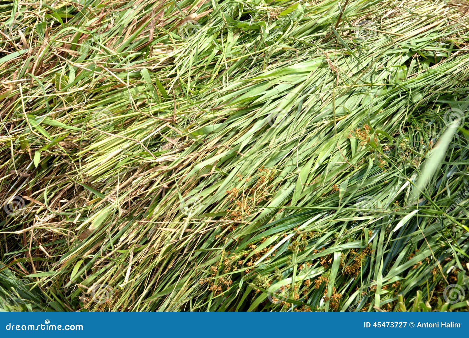 Fodder grass stock image. Image of landscape, background - 45473727