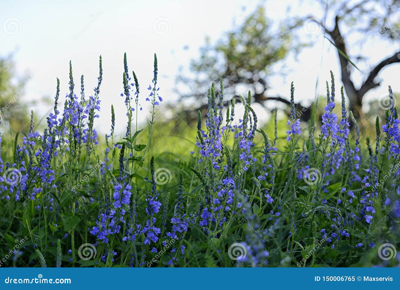 Fodder Grasses Bloom in Summer. Stock Image - Image of cloud, lavender ...