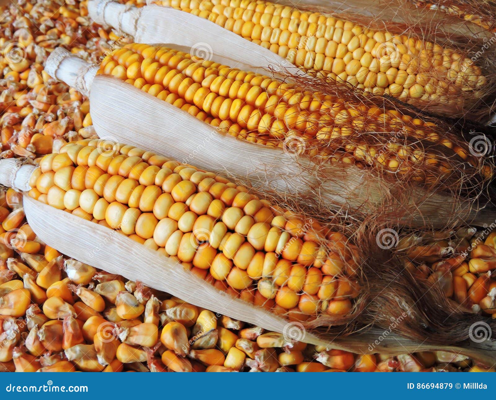 Fodder maize pattern stock image. Image of fresh, feeding - 86694879