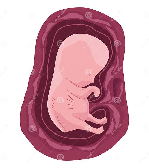 Foetus avec deux mois illustration de vecteur. Illustration du médecine ...