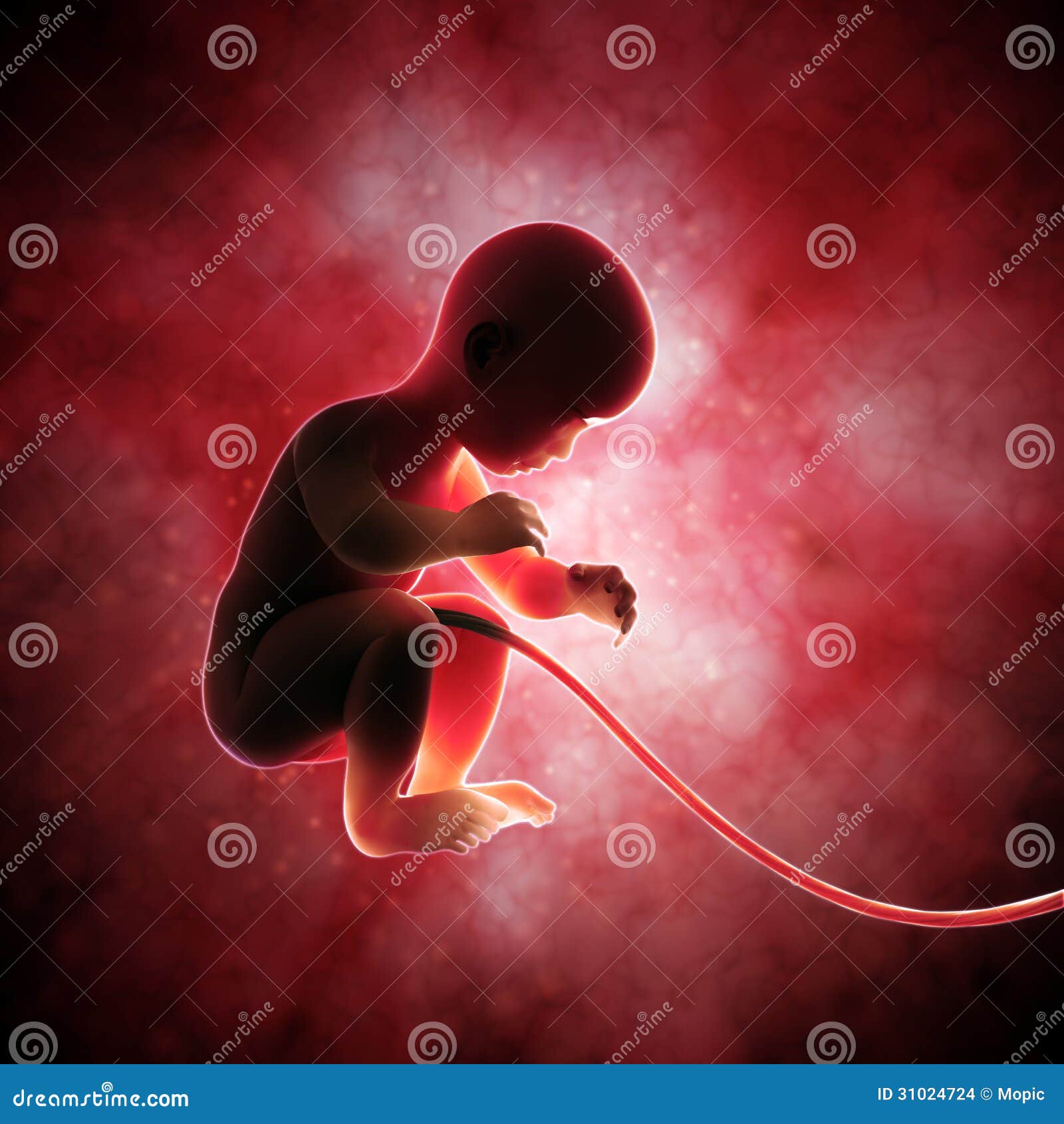 Foetus binnen de uterus stock illustratie. Illustration of nieuw - 31024724