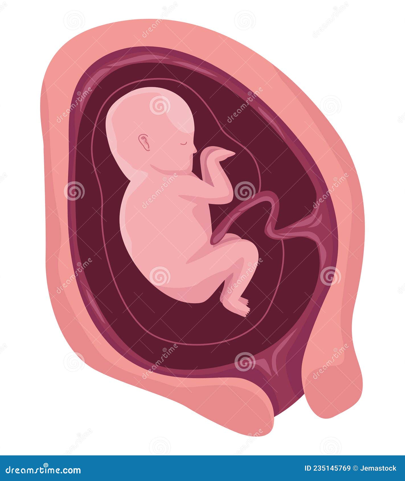 Foetus de trois mois illustration de vecteur. Illustration du foetus ...
