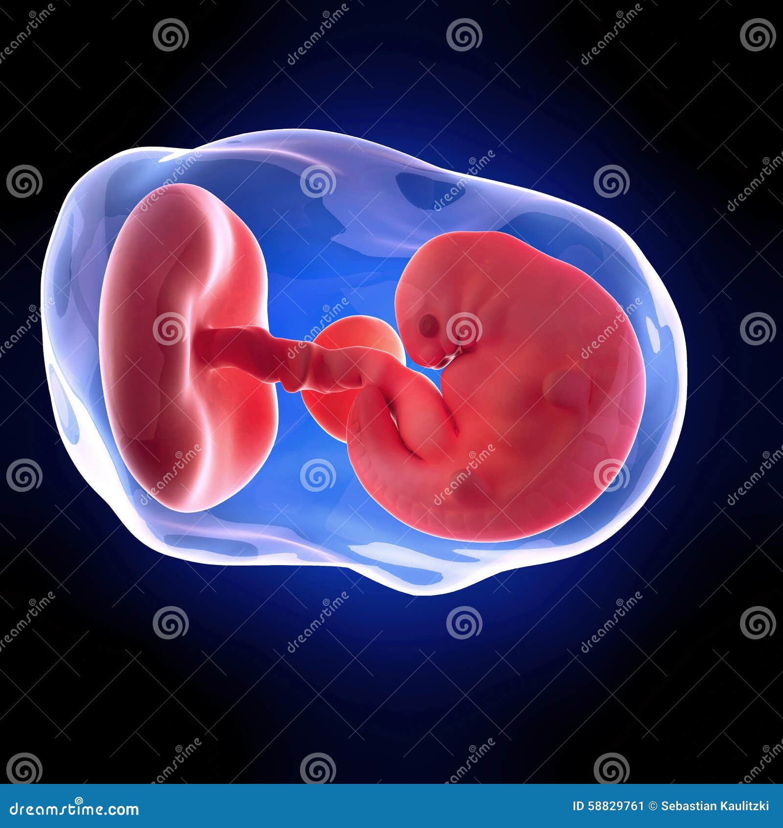 Foetus humain - semaine 6 illustration stock. Illustration du ...