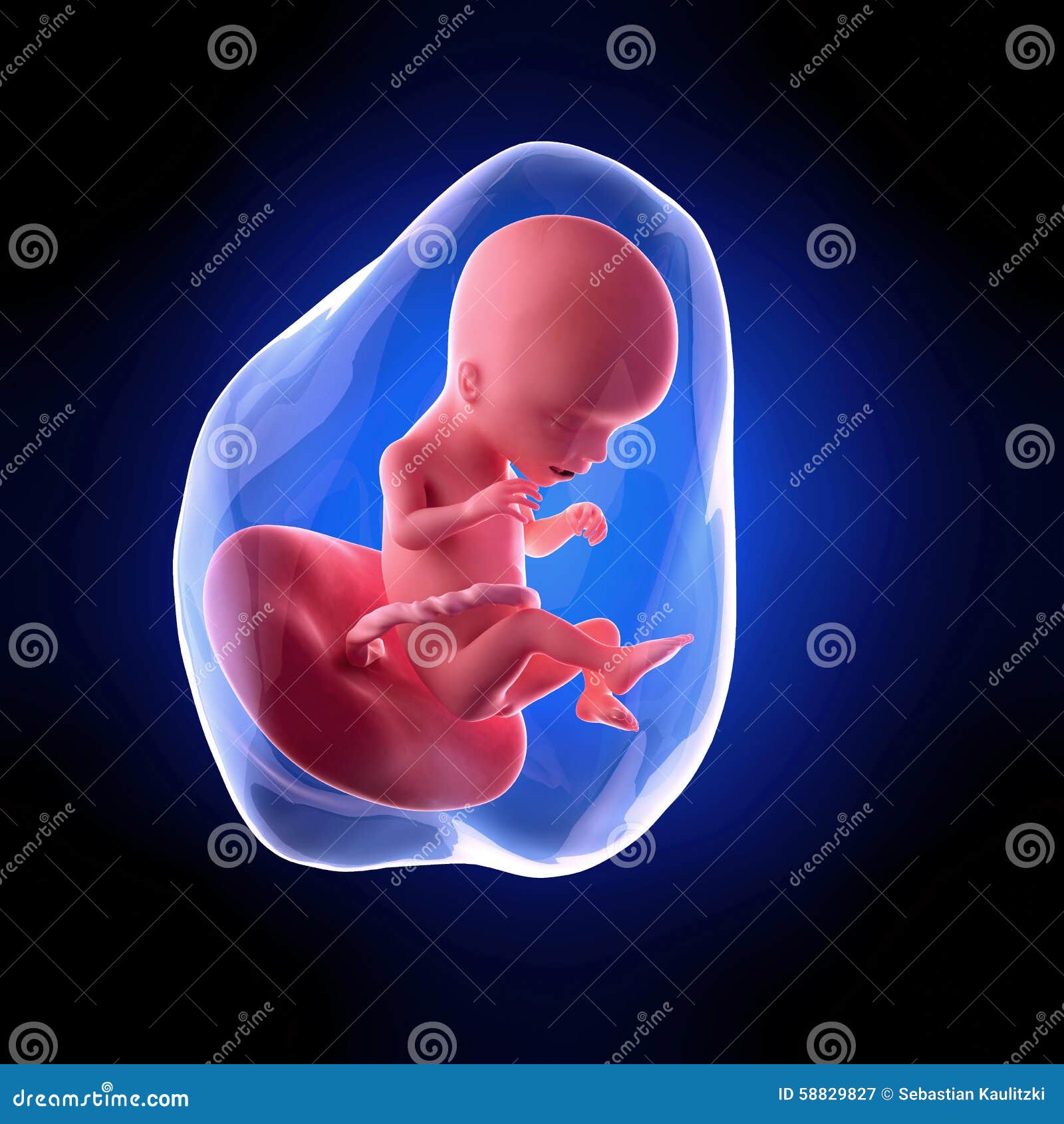 Foetus humain - semaine illustration stock. Illustration du prénatal ...