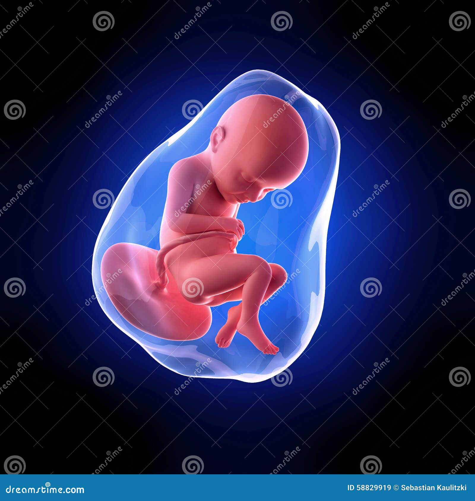 Foetus humain - semaine 32 illustration stock. Illustration du rendu ...
