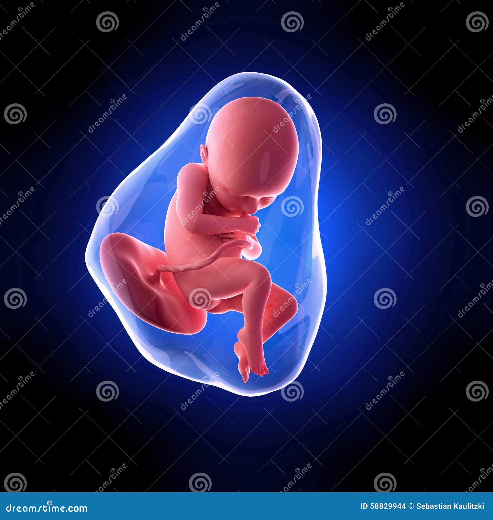 Foetus humain - semaine 36 illustration stock. Illustration du ventre ...