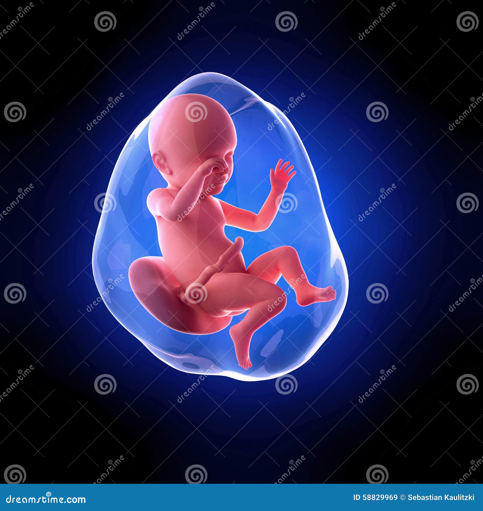 Foetus humain - semaine 39 illustration stock. Illustration du semaine ...