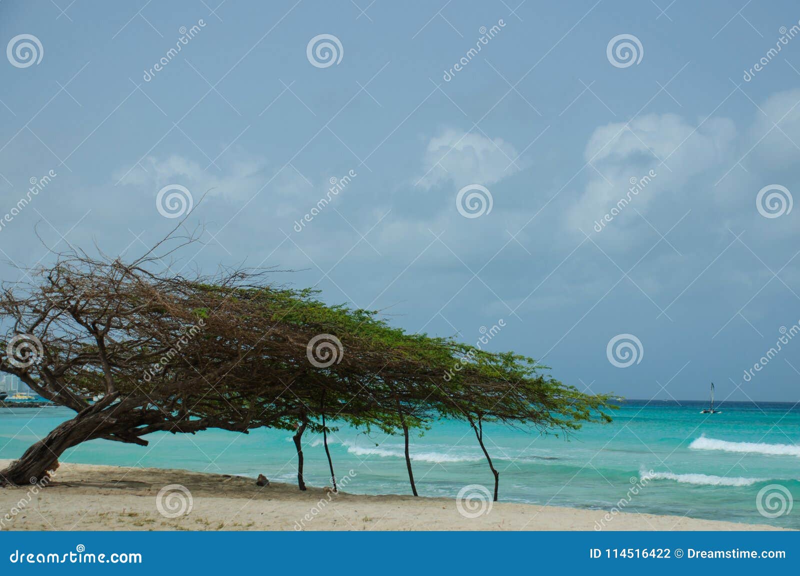 Fofoti Tree Overlooking A Caribbean Sunset On A Beach In Aruba Stock ...