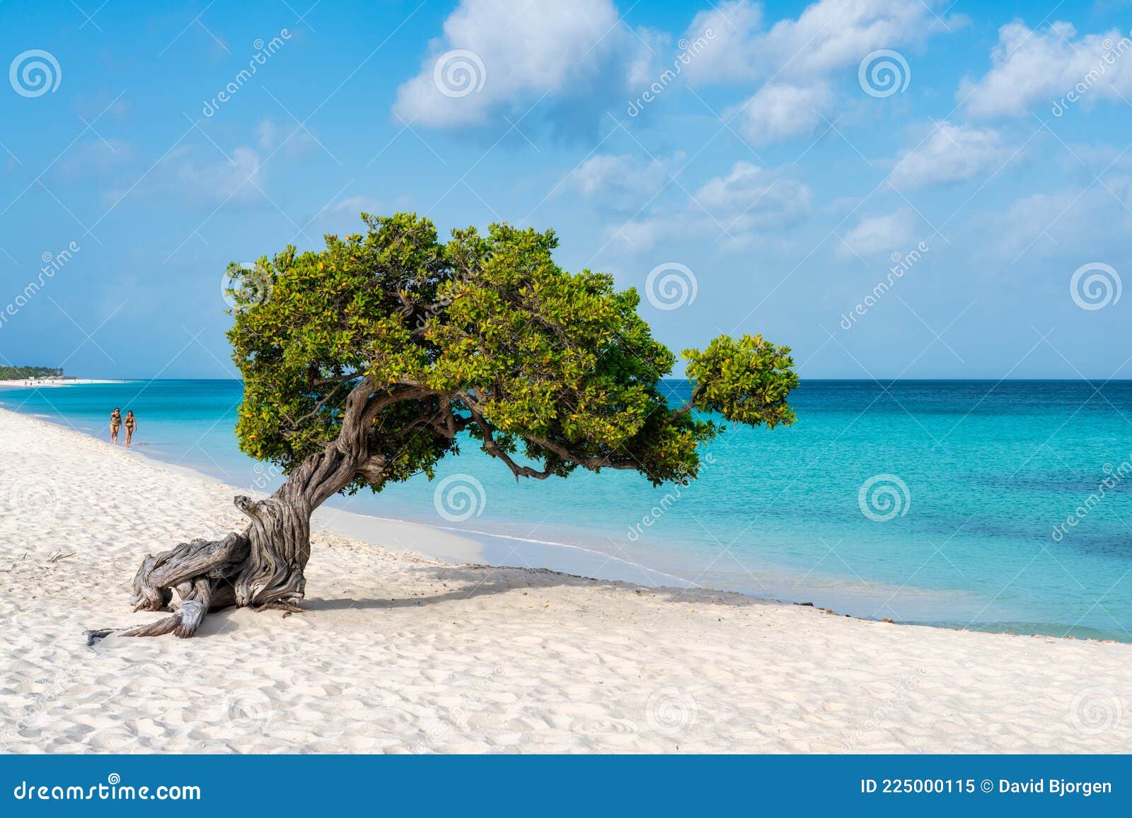 A Fofoti Tree Overlooking the Caribbean in Aruba Stock Image - Image of ...