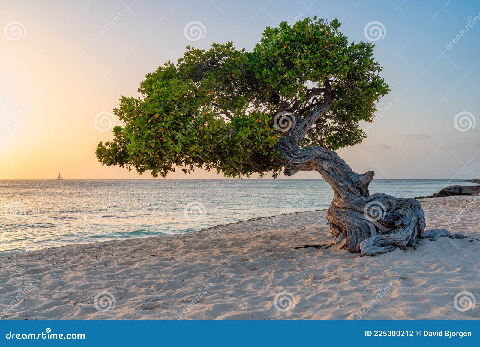 Fofoti Tree Overlooking a Caribbean Sunset on a Beach in Aruba Stock ...