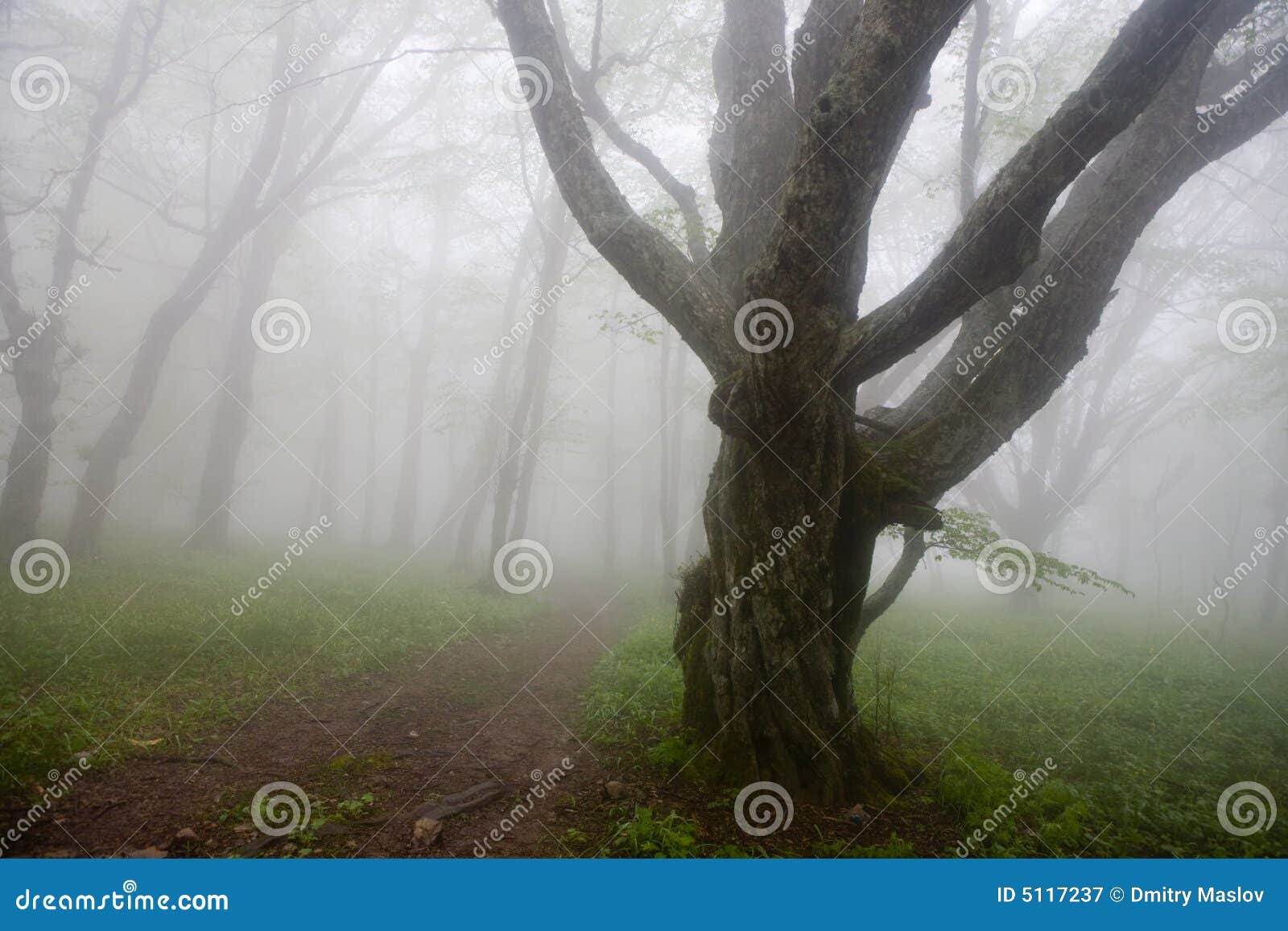 Fog stock image. Image of environment, deep, scenics, morning - 5117237