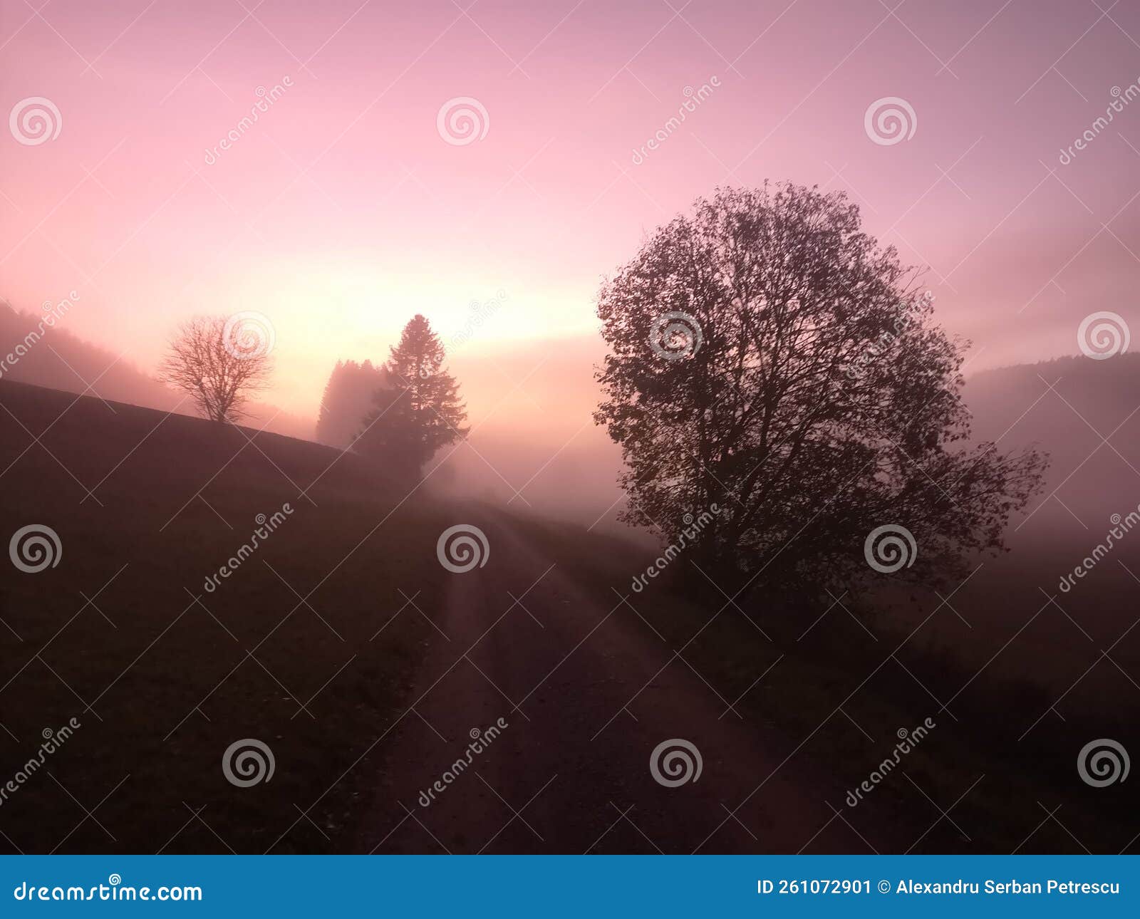 Fog Atmosphere, Sunset in Black Forest, Germany Stock Image - Image of ...