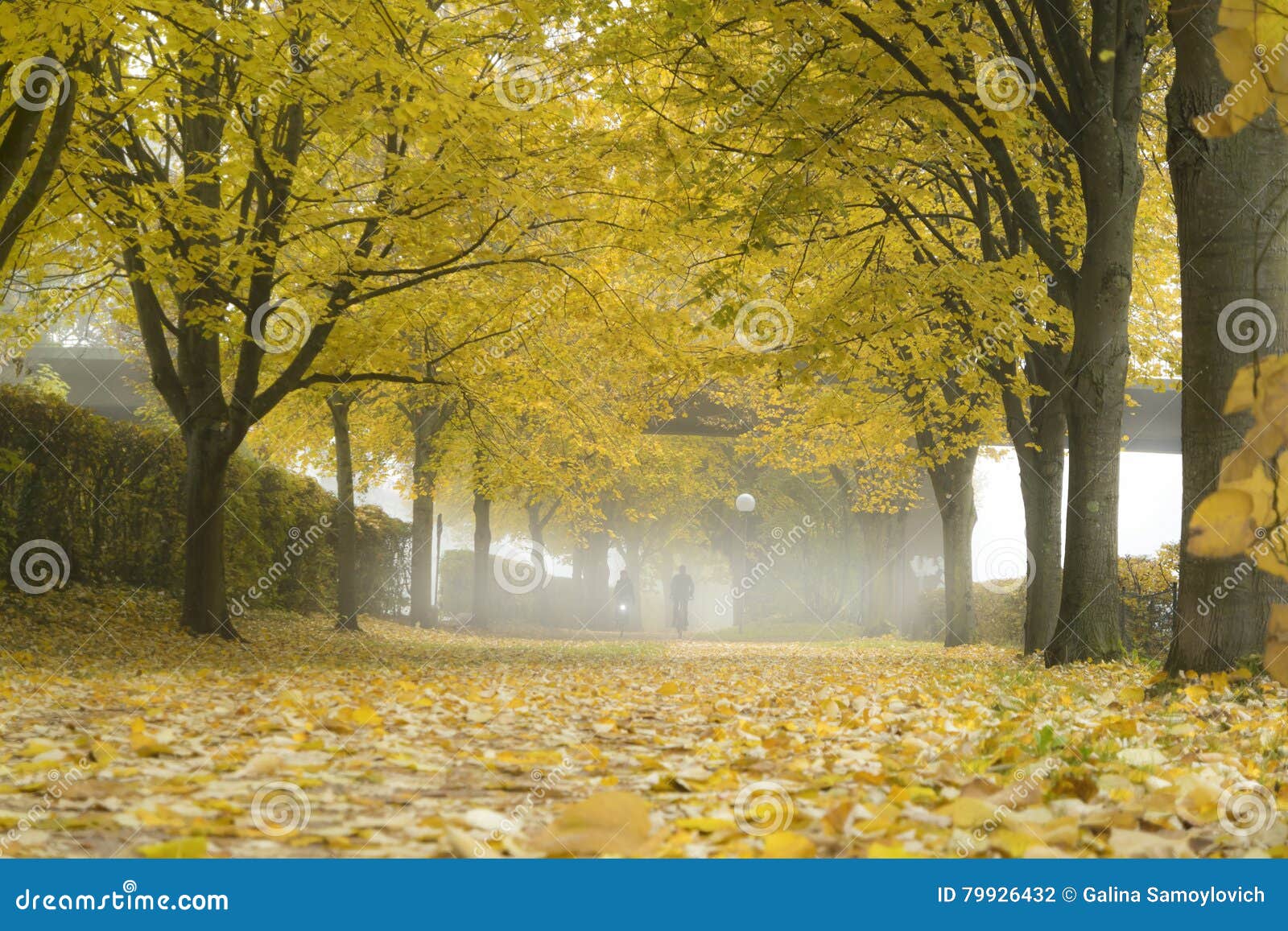 Fog in autumn park. stock photo. Image of mist, alley - 79926432