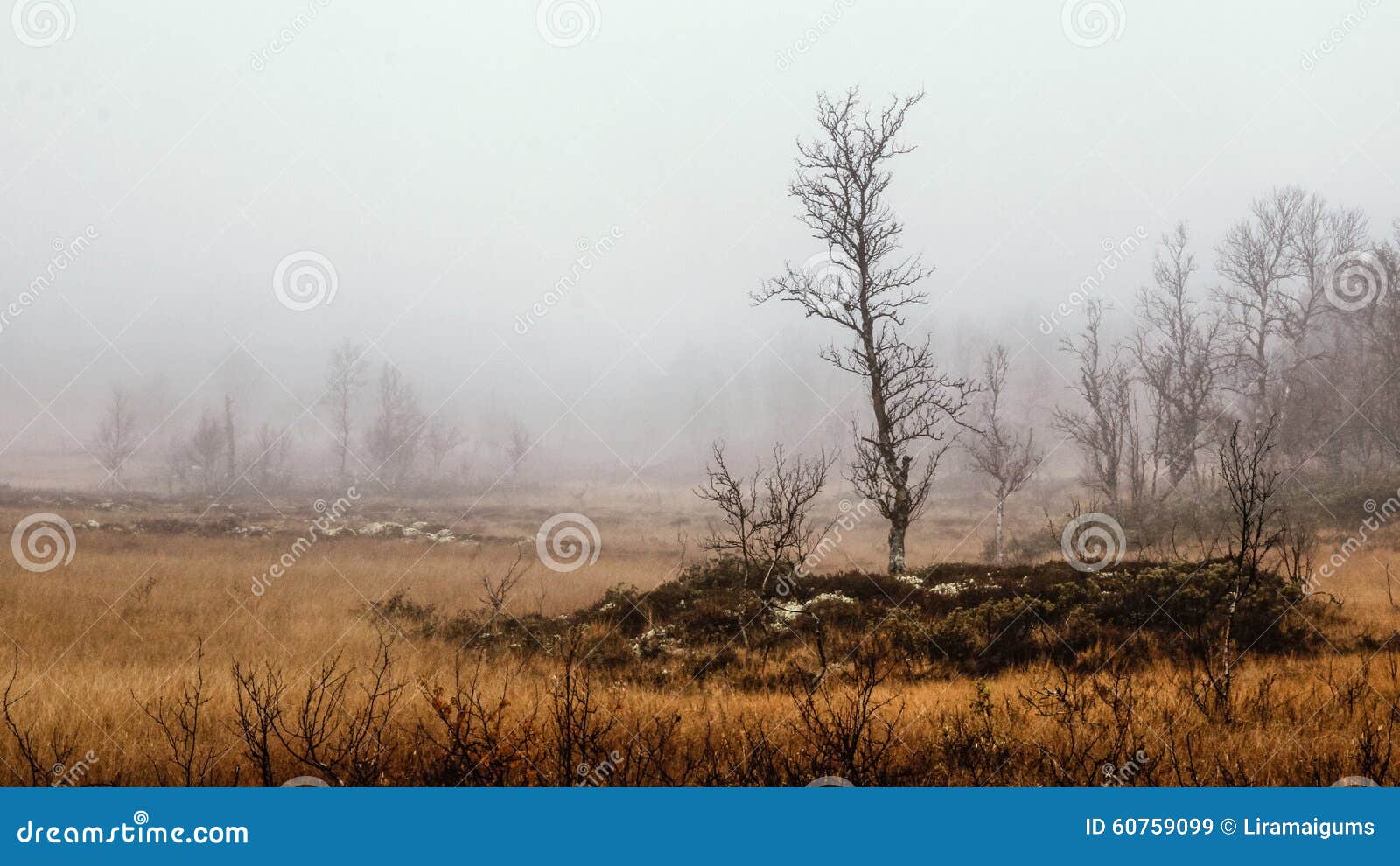 Fog stock image. Image of mountains, myra, smog, swamp - 60759099