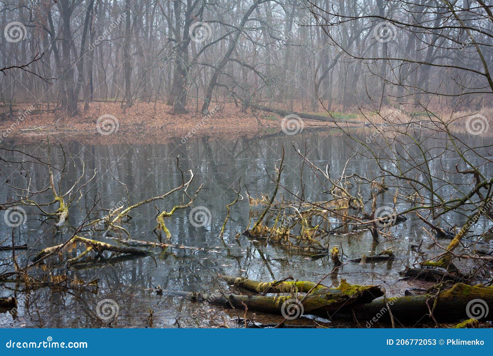 Fog on bog in forest stock image. Image of europe, mystical - 206772053