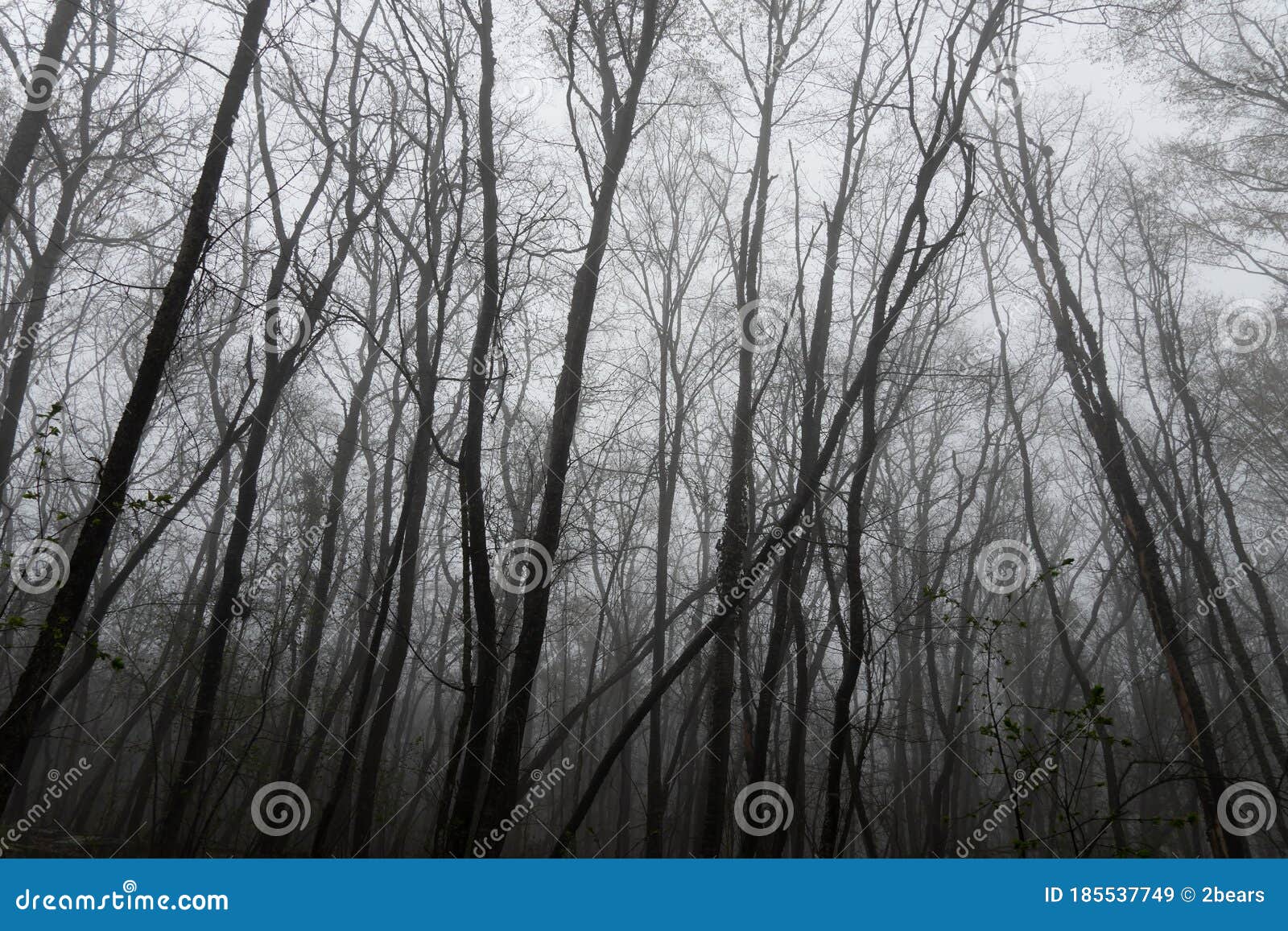 In the Fog, the Branches of Large Trees Stock Image - Image of night ...