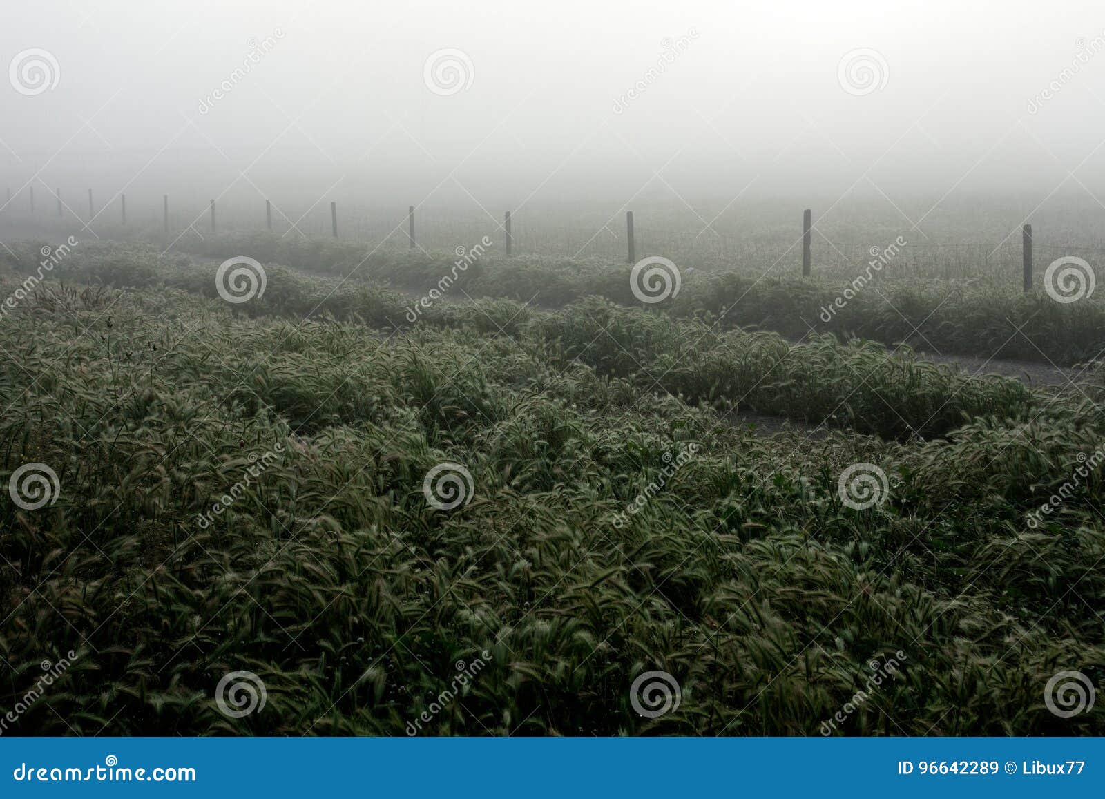 Fog in the countryside stock image. Image of beautiful - 96642289