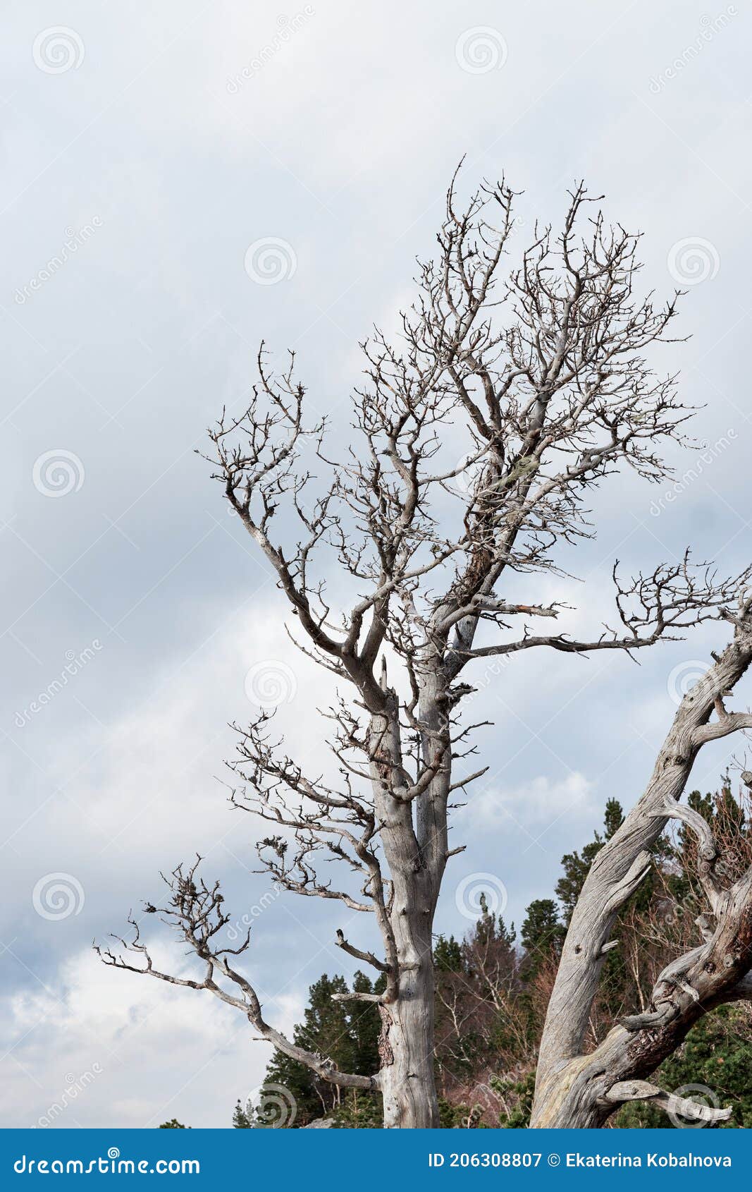 Fog Covered Mountains and Sad Tree Alone. Old Lonely Bare Pine Stands ...