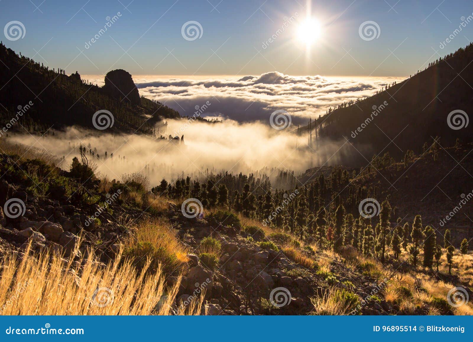 Fog Covered Trees in the Forest Stock Photo - Image of background ...